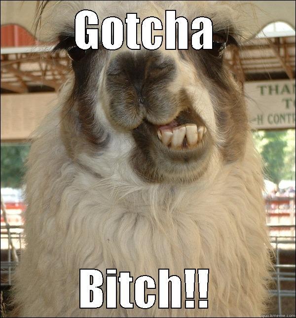 Gotcha bitch! - quickmeme