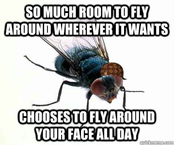 So much room to fly around wherever it wants chooses to fly around your face all day - Scumbag ...
