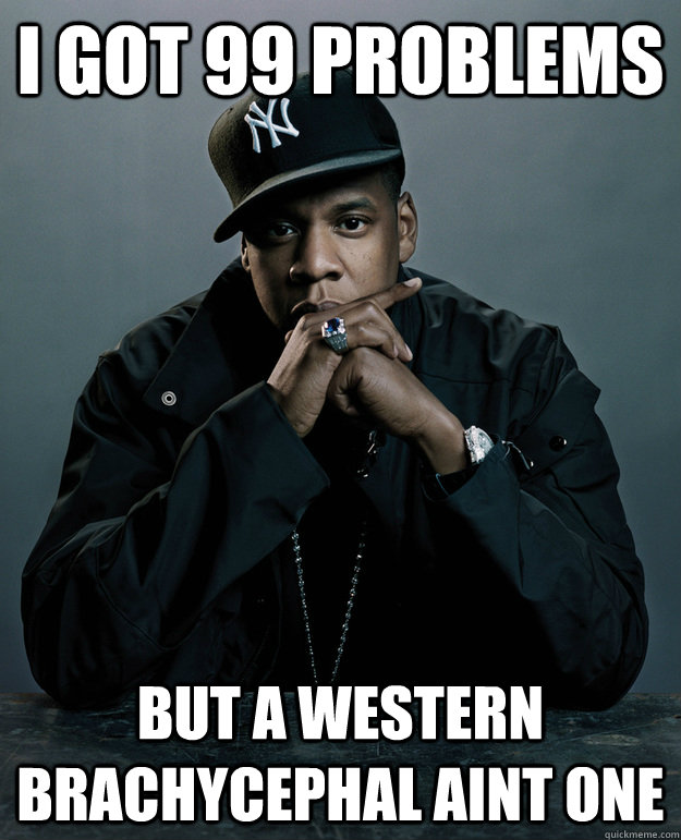 i got 99 problems but a Western Brachycephal aint one - Jay Z Problems - quickmeme
