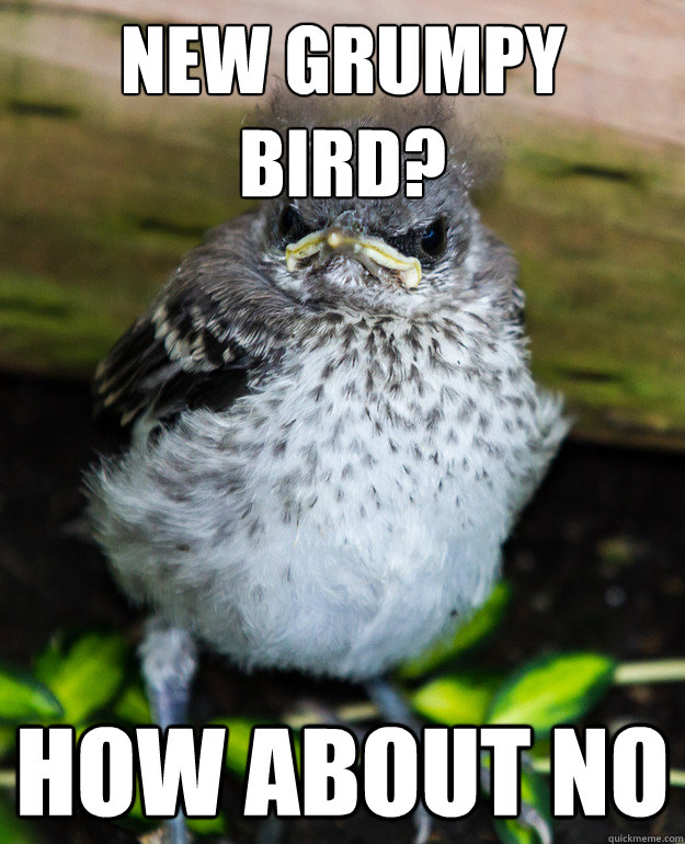 New Grumpy Bird? How about no - Misc - quickmeme
