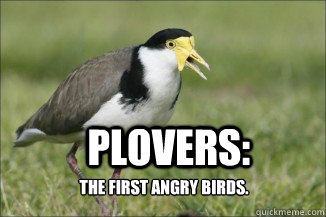 PLOVERS: The first angry birds. - Plovers - quickmeme