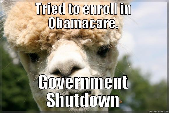 Alfie the Government Shutdown Alpaca - quickmeme
