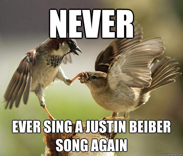 never ever sing a justin beiber song again - STFU birds - quickmeme