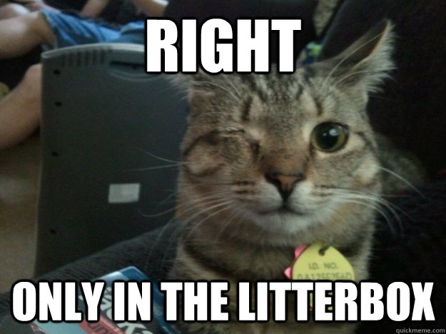 right only in the litterbox - Wink Cat - quickmeme