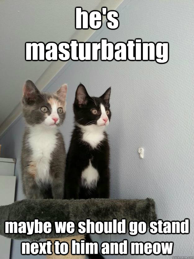 he's masturbating maybe we should go stand next to him and meow - Misc - quickmeme