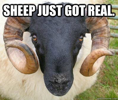 Sheep just got real. - Misc - quickmeme