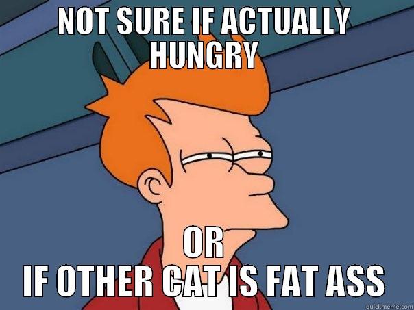 HUNGRY KITTEN - quickmeme