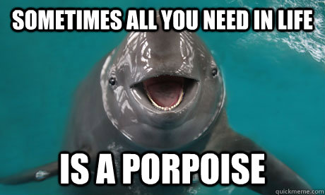 Sometimes all you need in life is a porpoise - porpoise - quickmeme