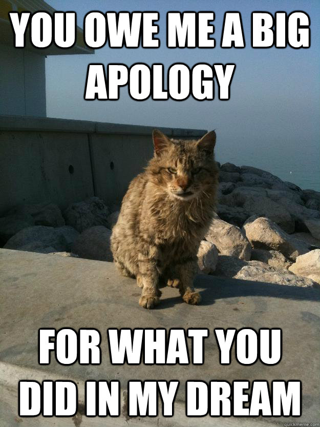 You owe me a big apology for what you did in my dream - Bitter Cat - quickmeme