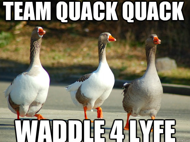 Team quack quack waddle 4 lyfe - Misc - quickmeme
