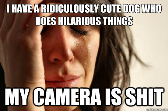 I have a ridiculously cute dog who does hilarious things my camera is shit - First World ...