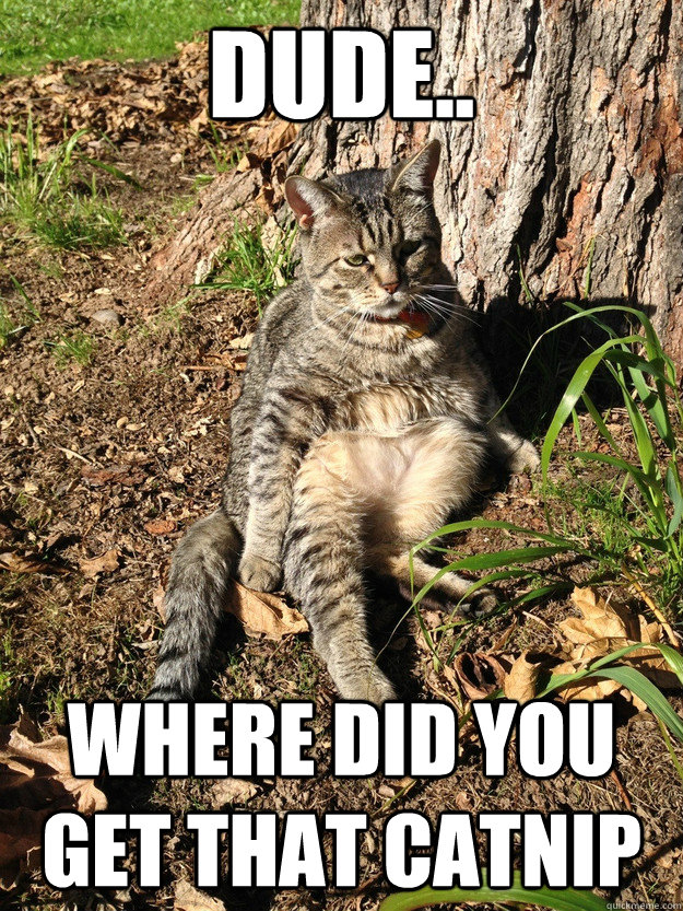 Dude.. Where did you get that catnip - Misc - quickmeme