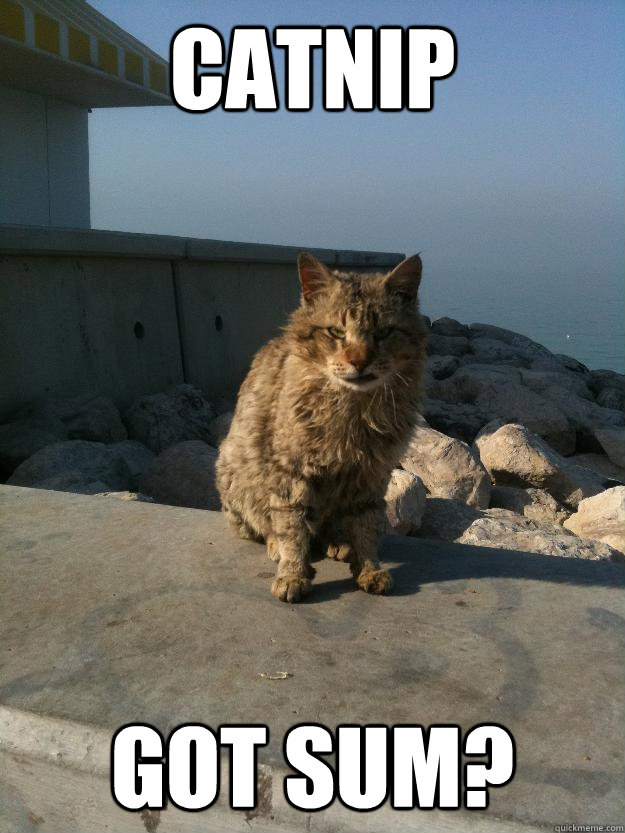 Catnip Got Sum? - Bitter Cat - quickmeme