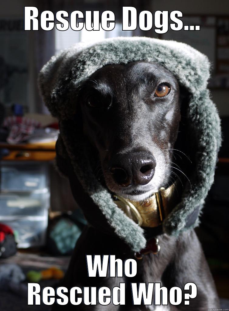 Rescue Dogs! - quickmeme