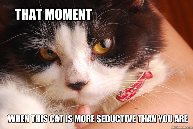 That moment when this cat is more seductive than you are - Misc - quickmeme