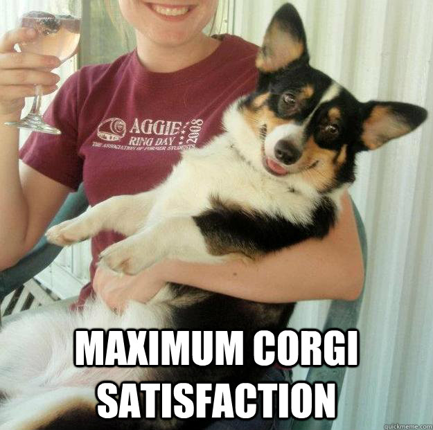 maximum corgi satisfaction - Corgi Approved - quickmeme