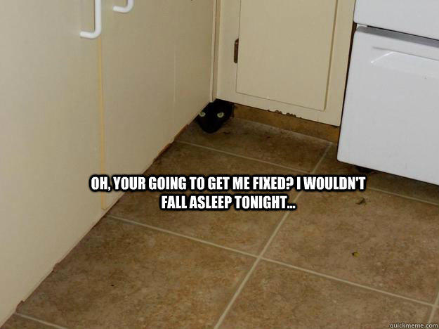 Scary cat memes | quickmeme