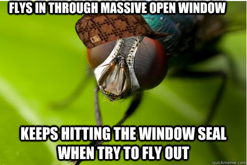 Flys in through massive open window Keeps hitting the window seal when try to fly out - Scumbag ...