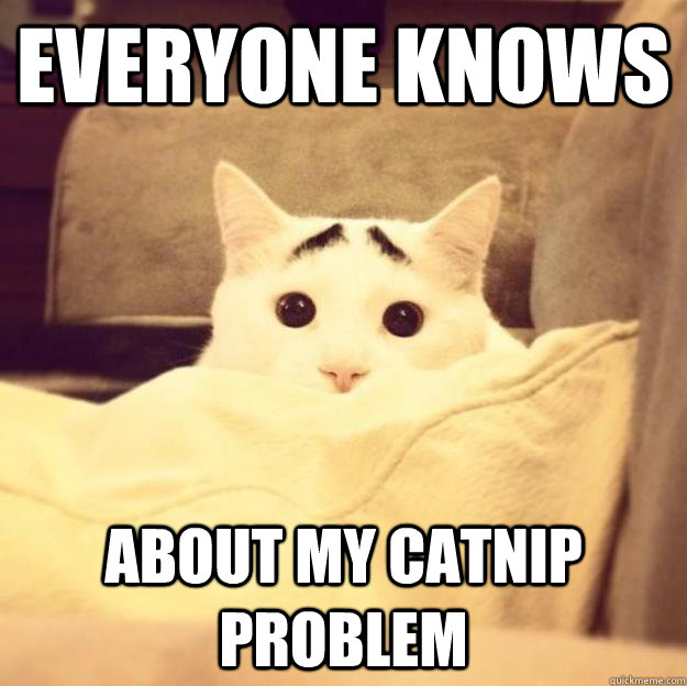 Everyone knows about my catnip problem - Misc - quickmeme