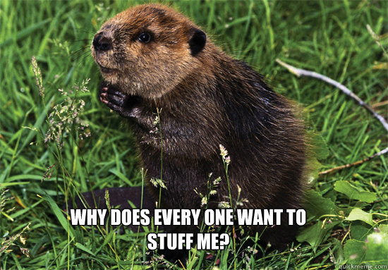 Why does every one want to stuff me? - Confused Beaver - quickmeme