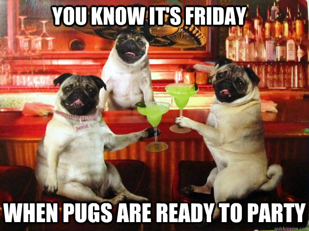 you know it's friday when pugs are ready to party - partipug - quickmeme