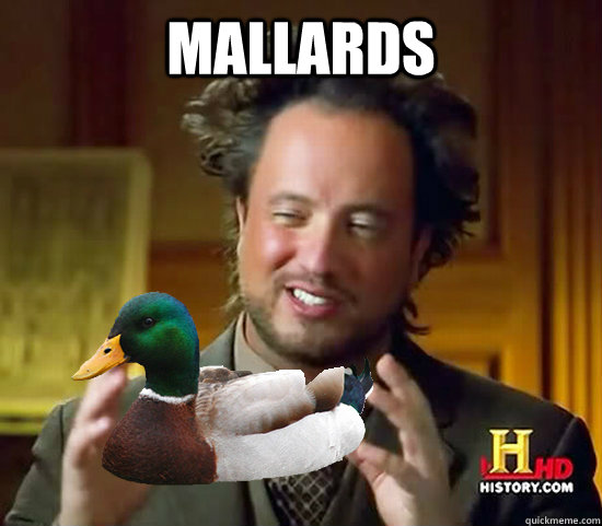 Mallards - Misc - quickmeme