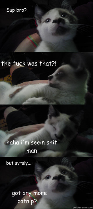 Sup bro? the fuck was that?! haha i'm seein shit man got any more catnip?... but syrsly ...