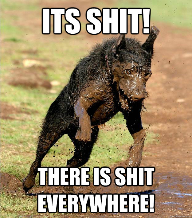 Its shit! there is shit everywhere! - Shit Dog - quickmeme
