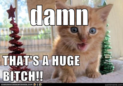 cats meow - quickmeme