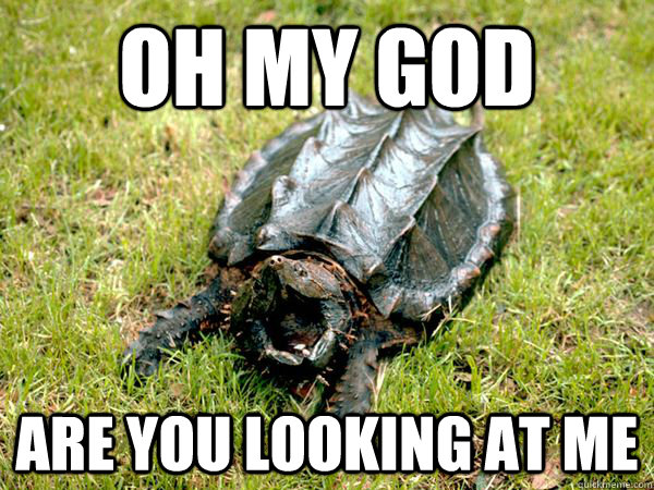 oh my god turtle meme memes | quickmeme