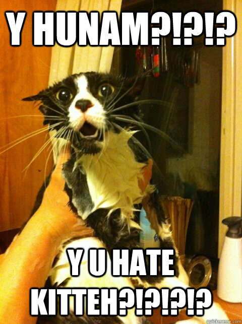 Y hunam?!?!? Y u hate kitteh?!?!?!? - Misc - quickmeme