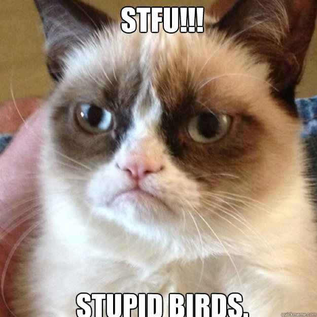 stfu!!! stupid birds. - Misc - quickmeme