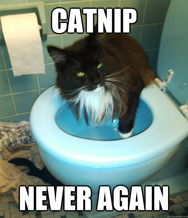 Catnip Never again - Misc - quickmeme