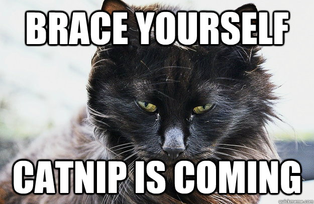 Brace yourself catnip is coming - Cats Brace yourself - quickmeme