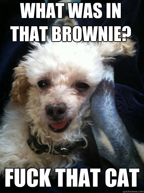 What was in that brownie? fuck that cat - Stoner Poodle - quickmeme