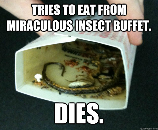 Tries to eat from miraculous insect buffet. Dies. - Freshman Snake ...