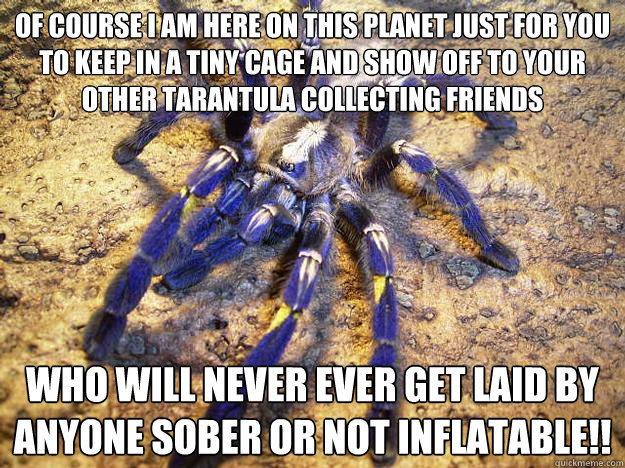 Tarantula memes | quickmeme