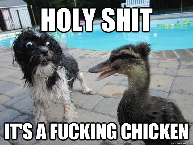 Holy shit It's a fucking chicken - Misc - quickmeme