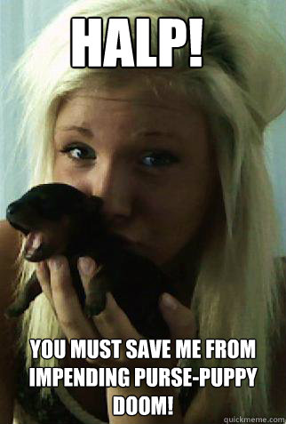Halp! You must save me from impending purse-puppy doom! - Purse-Puppy - quickmeme