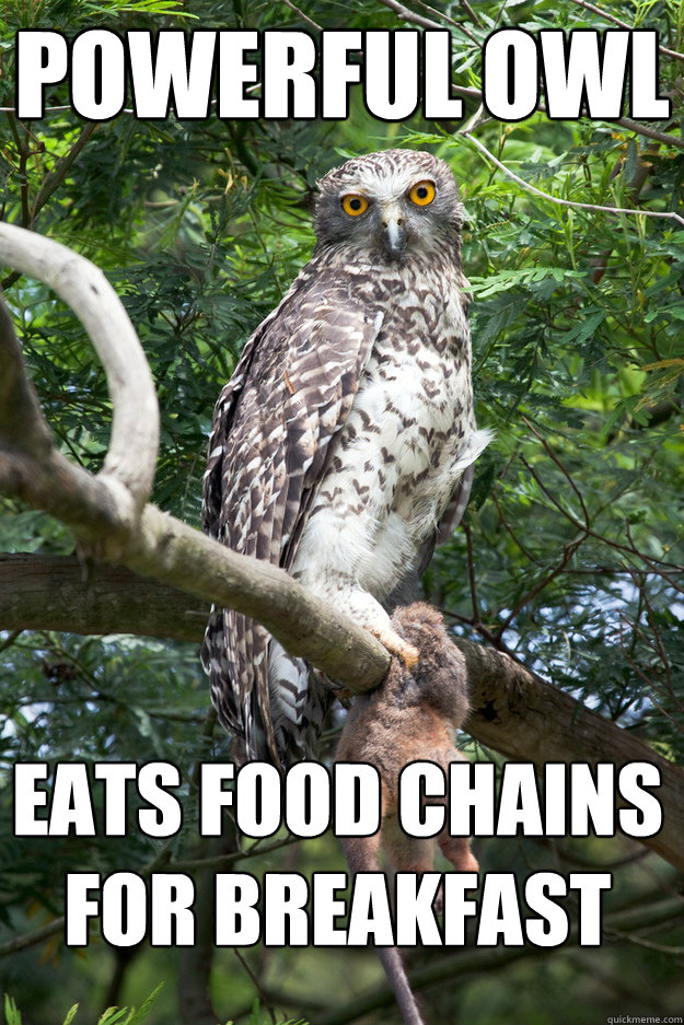 Powerful owl Eats food chains for breakfast - Powerful Owl - quickmeme