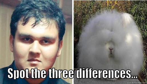 Le Fluffy - quickmeme