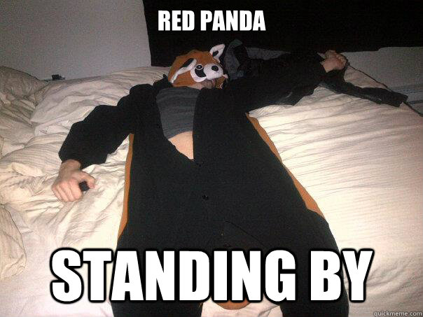 Drunk Red Panda memes | quickmeme