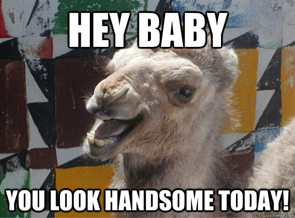 You're looking rather handsome today - Compliment Camel - quickmeme