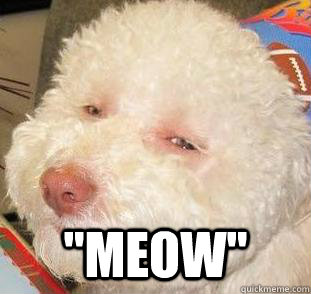 "Meow" - Misc - quickmeme
