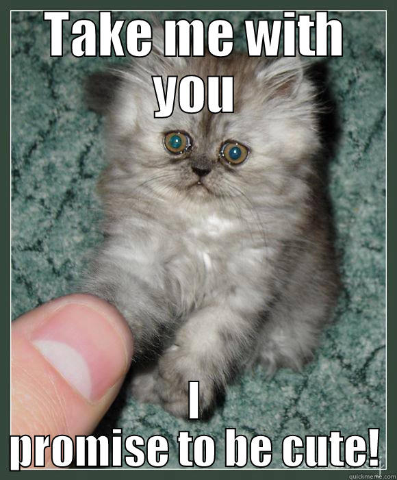 Sad kitty - quickmeme