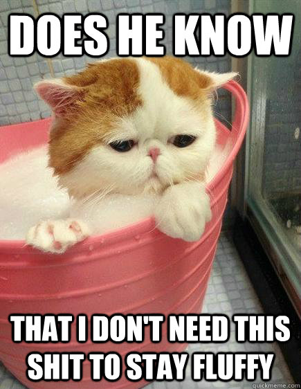 does he know that i don't need this shit to stay fluffy - Redditors Cat - quickmeme
