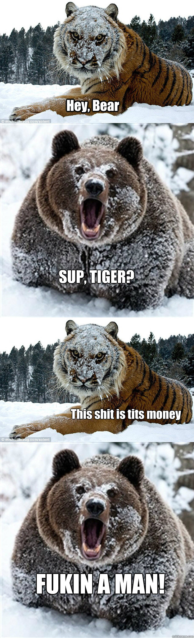 Hey, Bear SUP, TIGER? This shit is tits money FUKIN A MAN! - cocaine tiger - quickmeme
