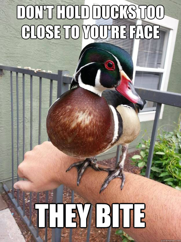 Don't hold ducks too close to you're face They Bite - Actual Mallard Advice Mallard - quickmeme