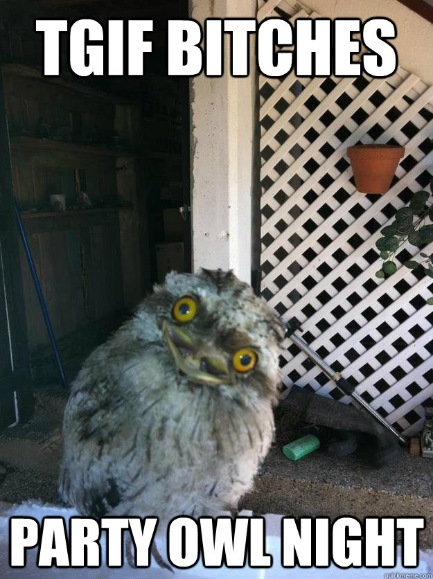 TGIF BITCHES PARTY OWL NIGHT memes | quickmeme
