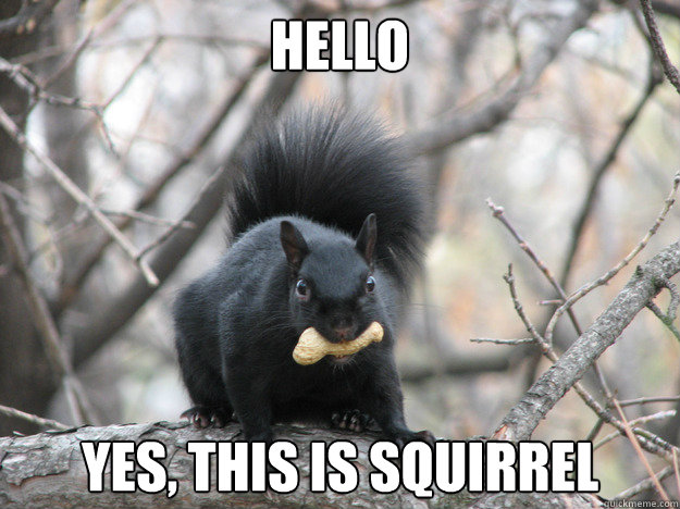 HELLO YES, THIS IS SQUIRREL - yes this is squirrel - quickmeme
